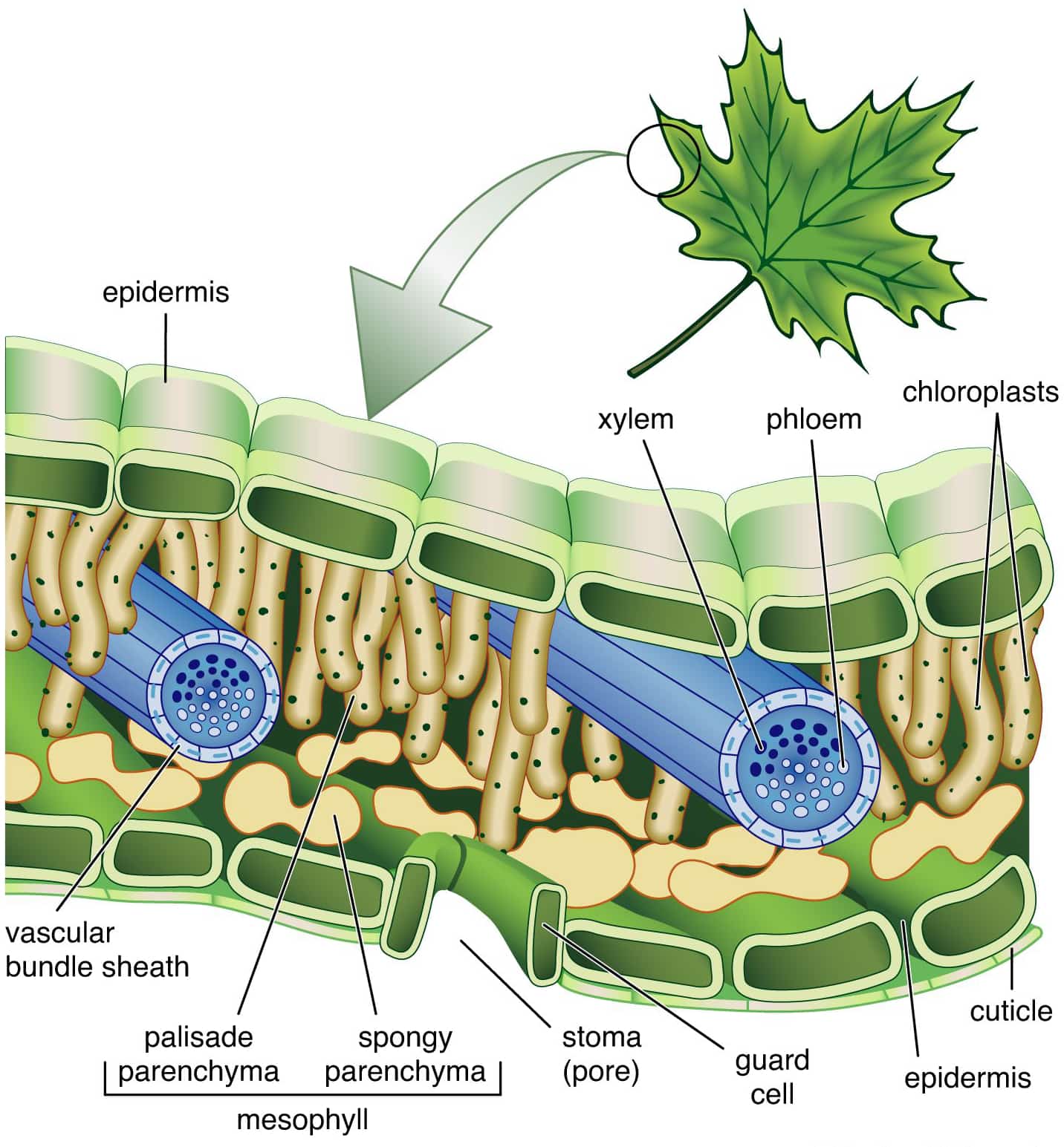 Plant Cell Organisation Revision Notes Practice Quiz Biology