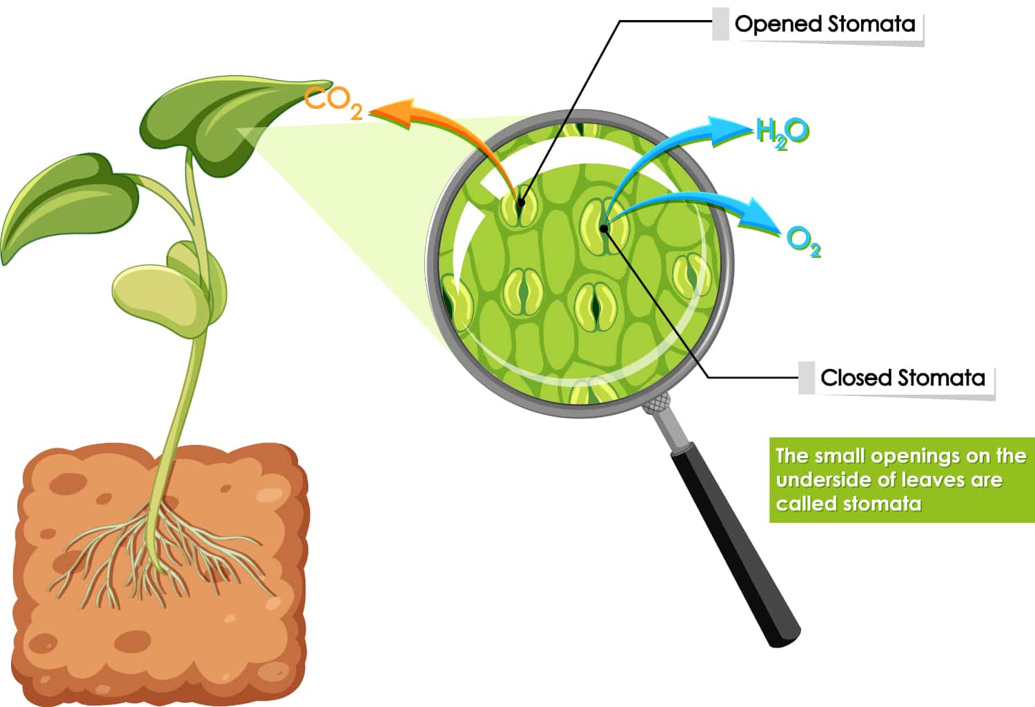 Transpiration • Revision Notes & Practice Quiz • Biology / Science ...